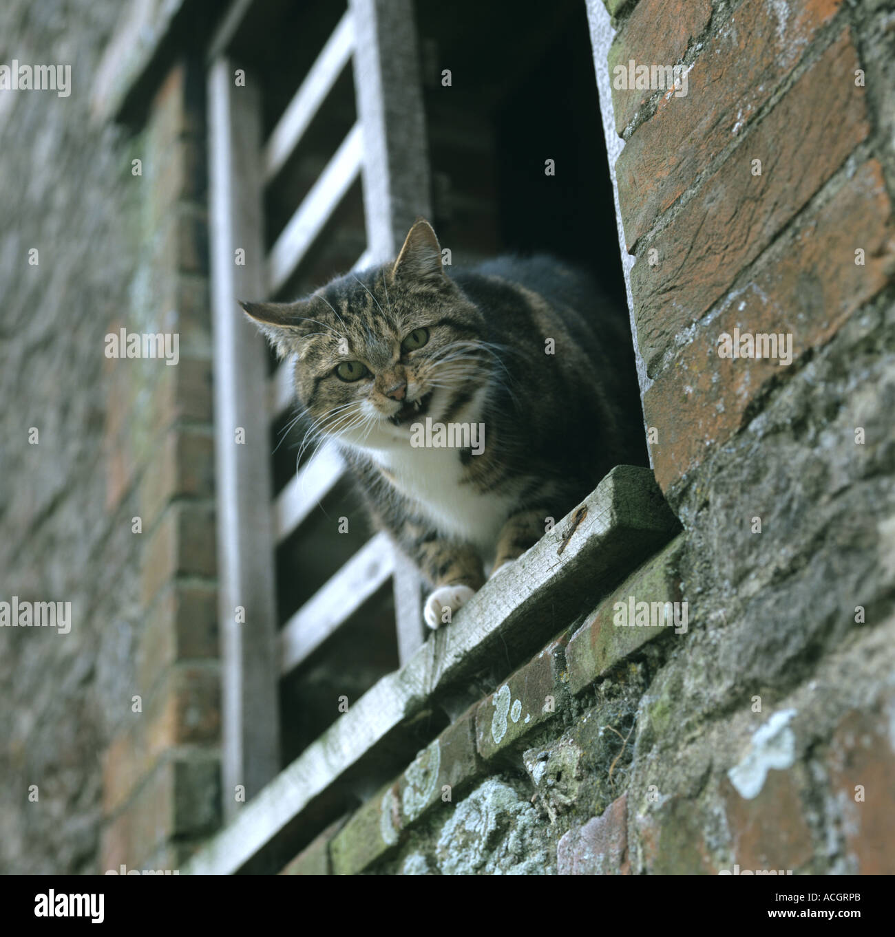 Adult tabby coloured farm cat at barn window mouth open Stock Photo - Alamy
