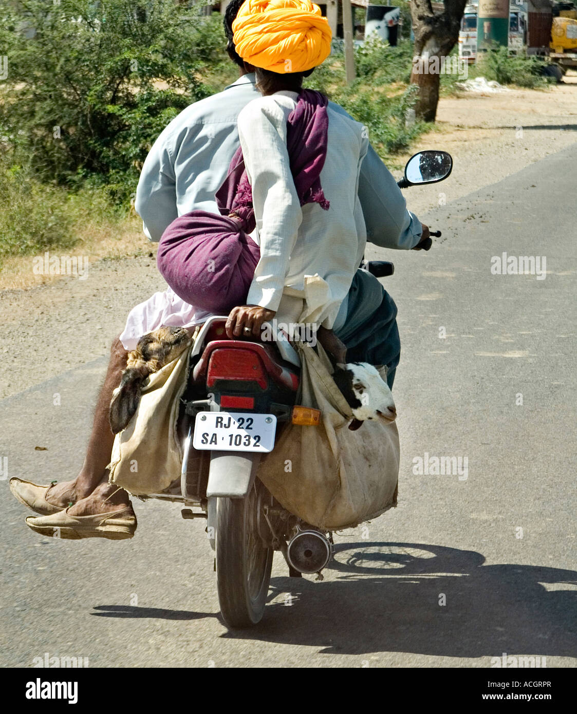 Two men one wearing yellow turban riding a motorcycle with living goats ...