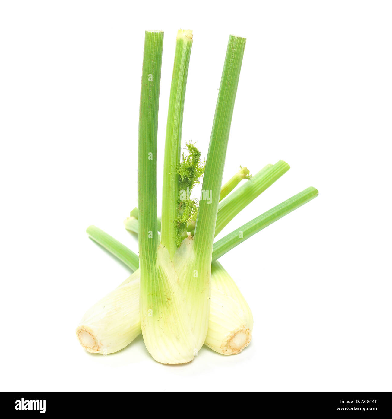 fresh baby fennel on a white background Stock Photo - Alamy