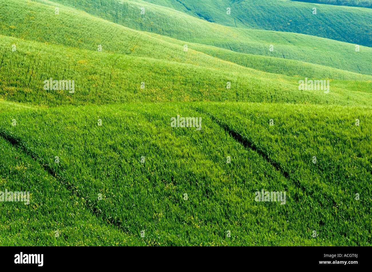 Green luxuriant sloping fields of wheat in the Tuscany region of Italy ...