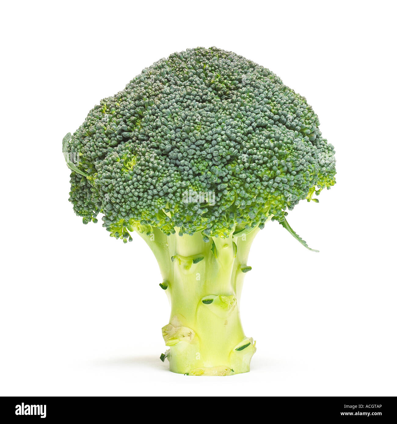 5 broccoli florets cut out hi-res stock photography and images - Alamy