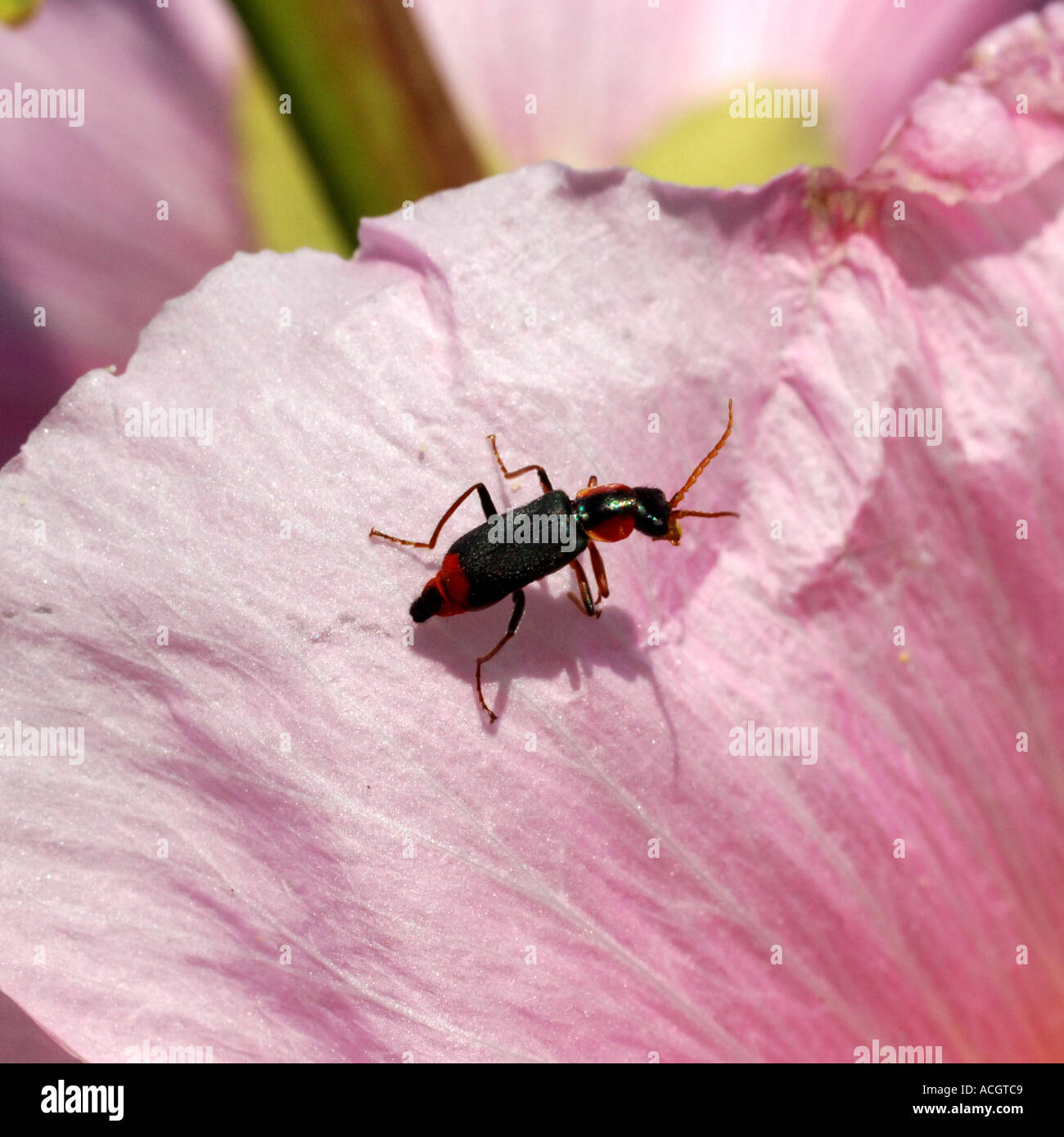 Close Up of a pink flower with a bug on the petal Stock Photo - Alamy