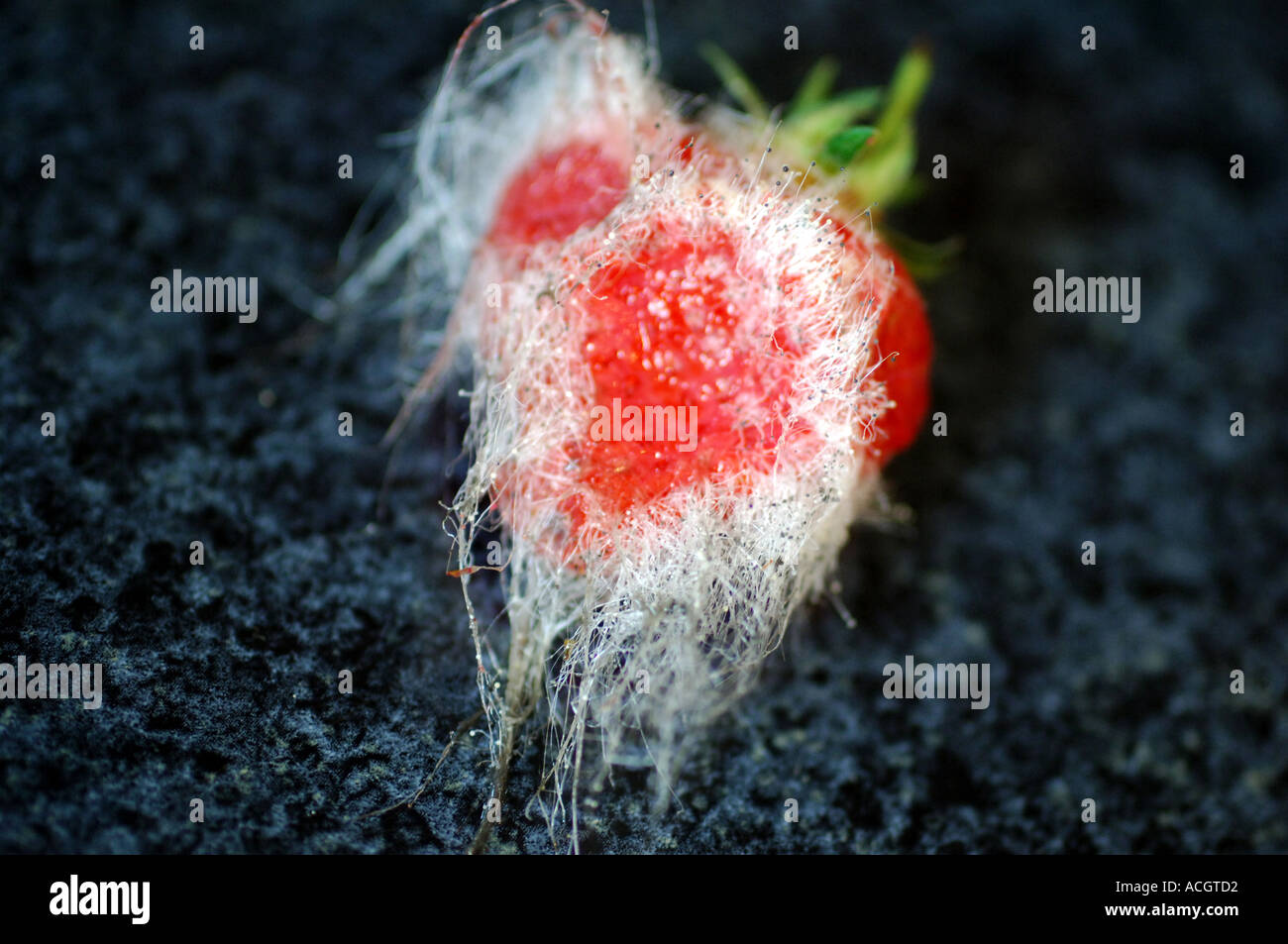 Furry mould hi-res stock photography and images - Alamy