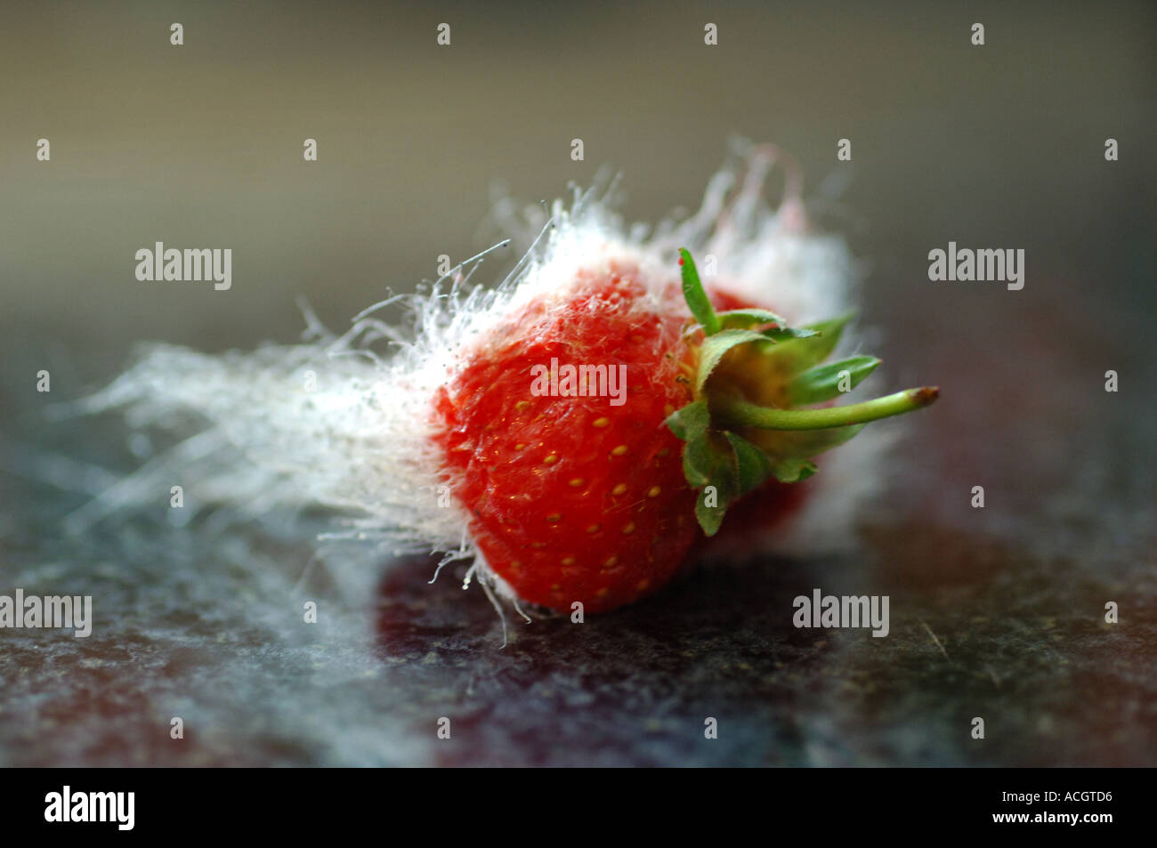 Decaying strawberry hi-res stock photography and images - Alamy