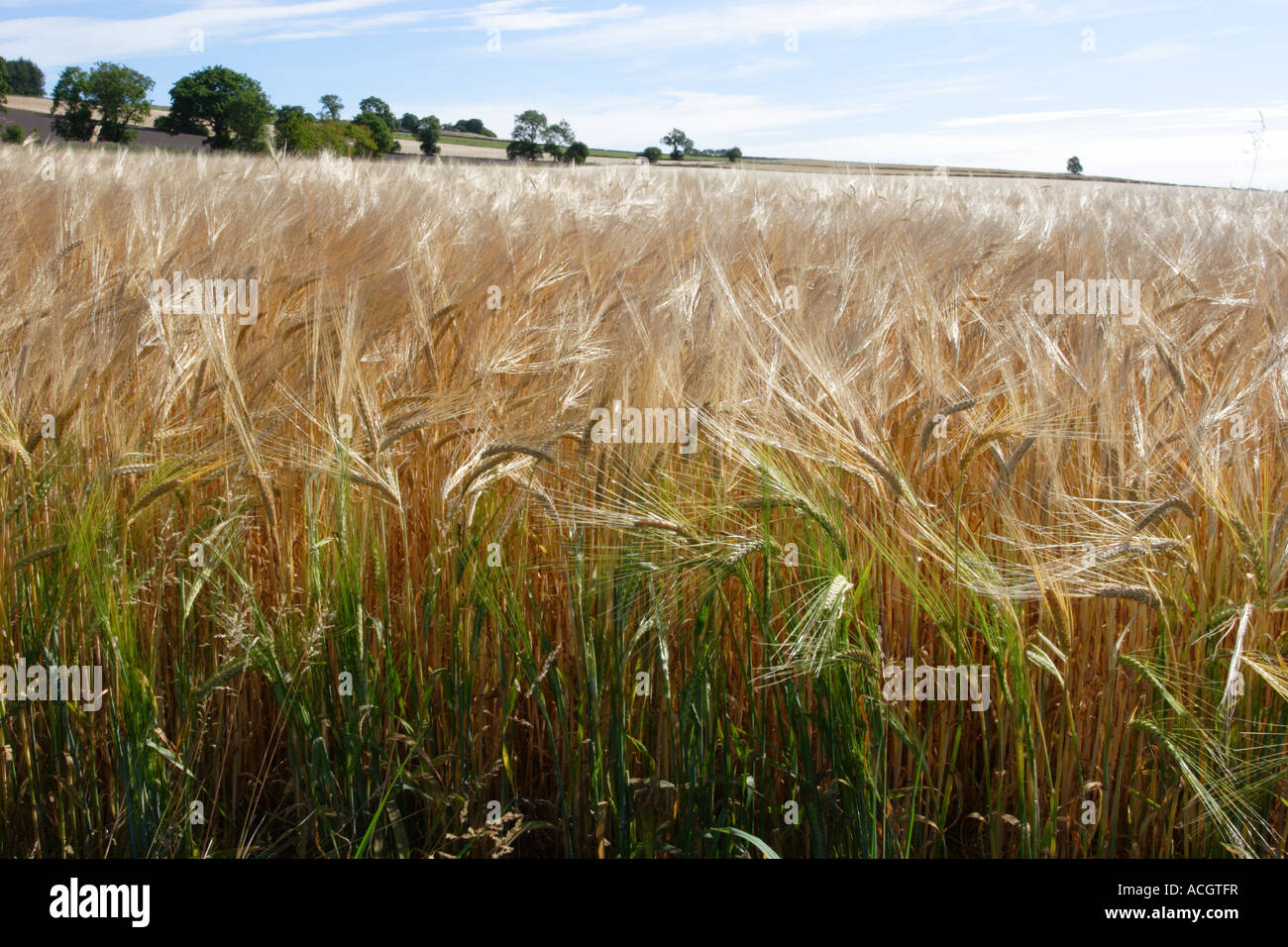 Barley field scotland hi-res stock photography and images - Alamy