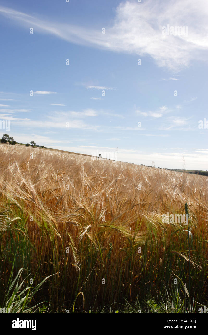 Barley field scotland whisky hi-res stock photography and images - Alamy