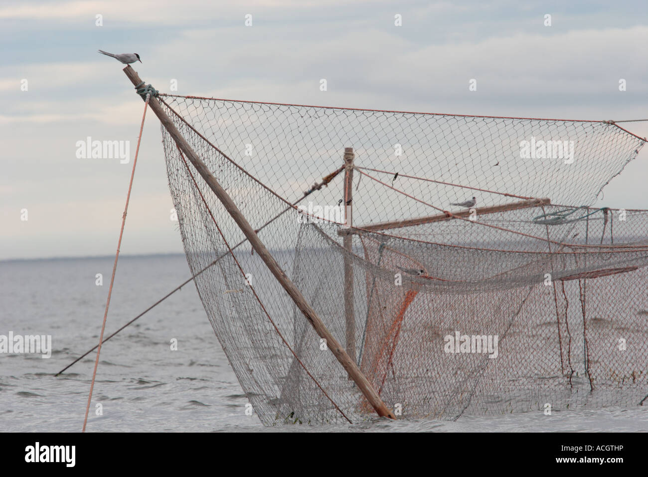 Terns on salmon stake nets at St Cyrus, Scotland Stock Photo - Alamy