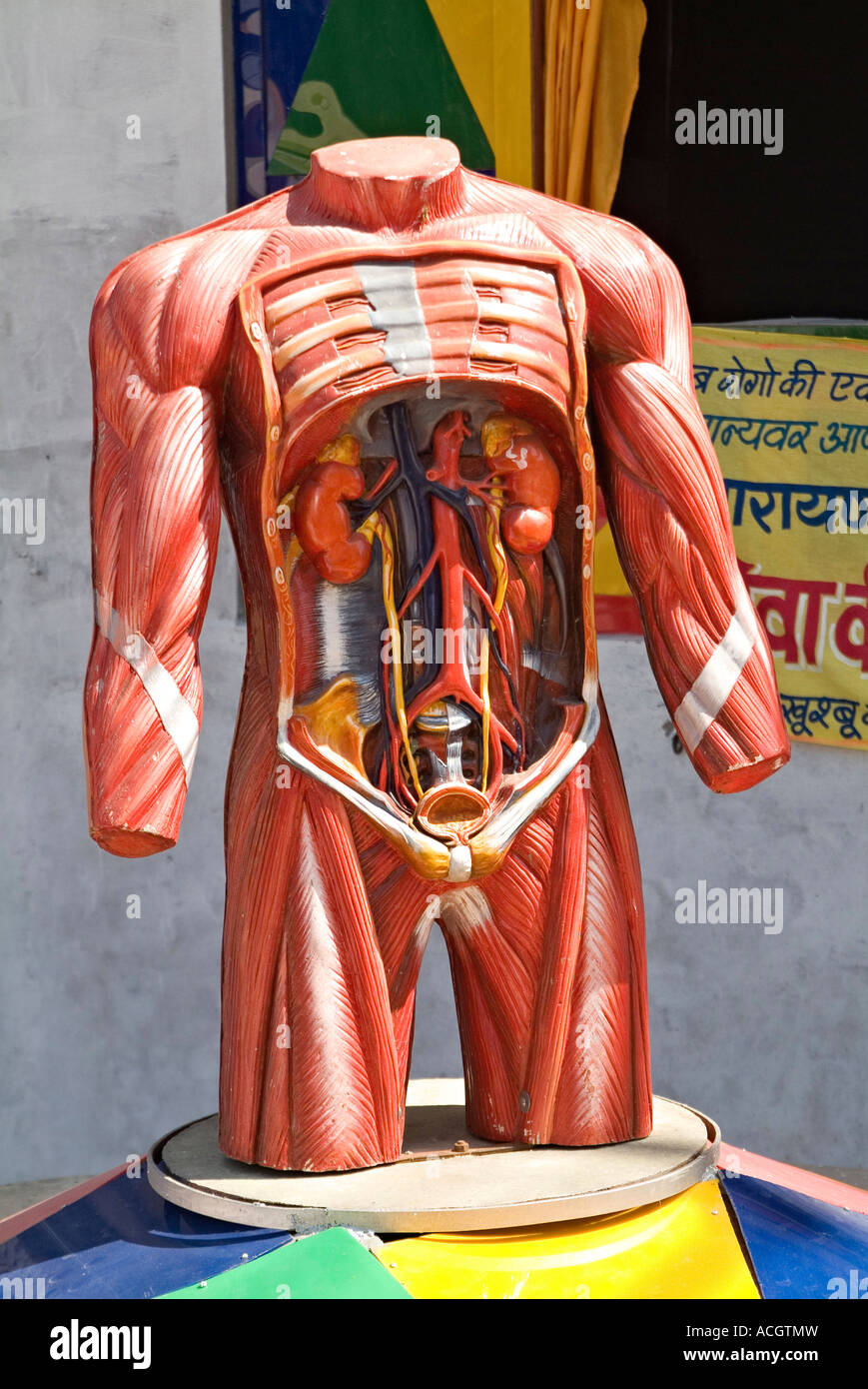 A model of dissected male human body showing organs for medical study ...
