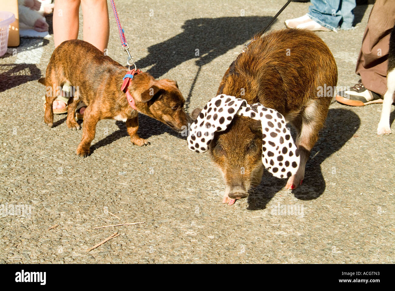 A brindle puppy meets a brindle pig Stock Photo - Alamy