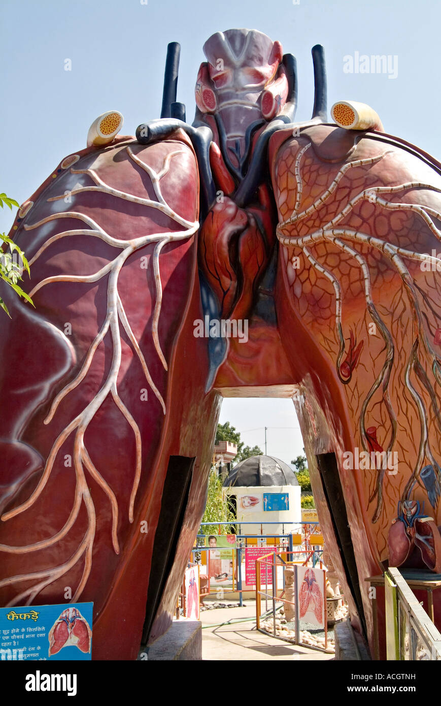 Huge lungs hi-res stock photography and images - Alamy