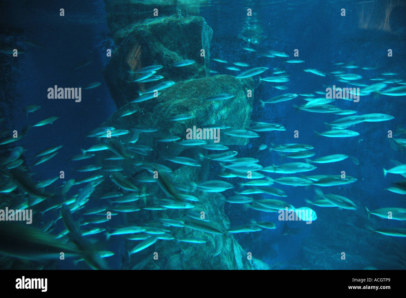 Anchovies in water tank hi-res stock photography and images - Alamy