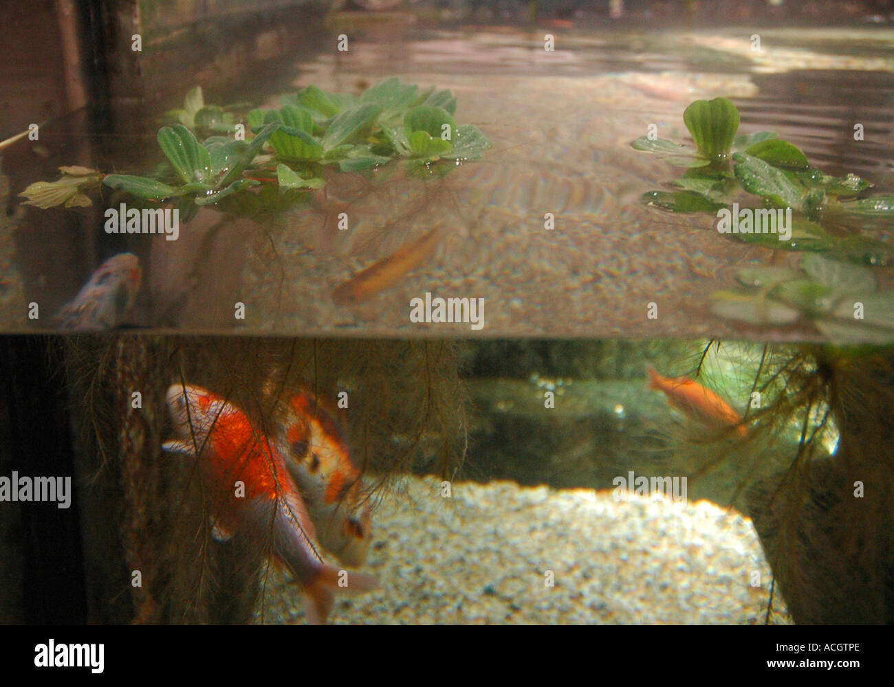 Gold fish aquarium top view hi-res stock photography and images - Alamy