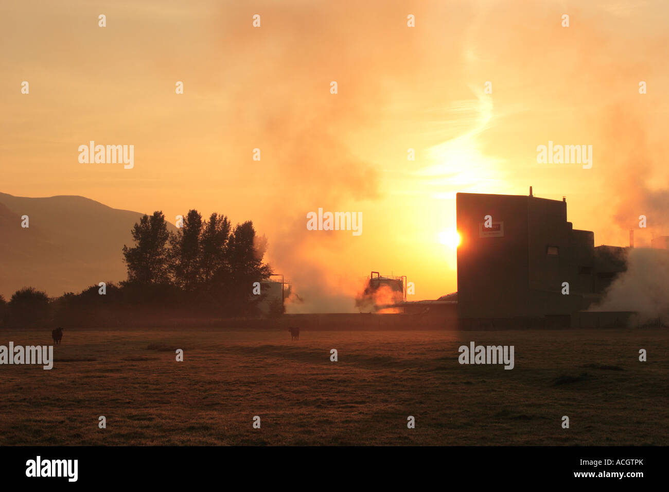 Early morning sunshine casts shadows in steam rising from the Kerry Bio ...