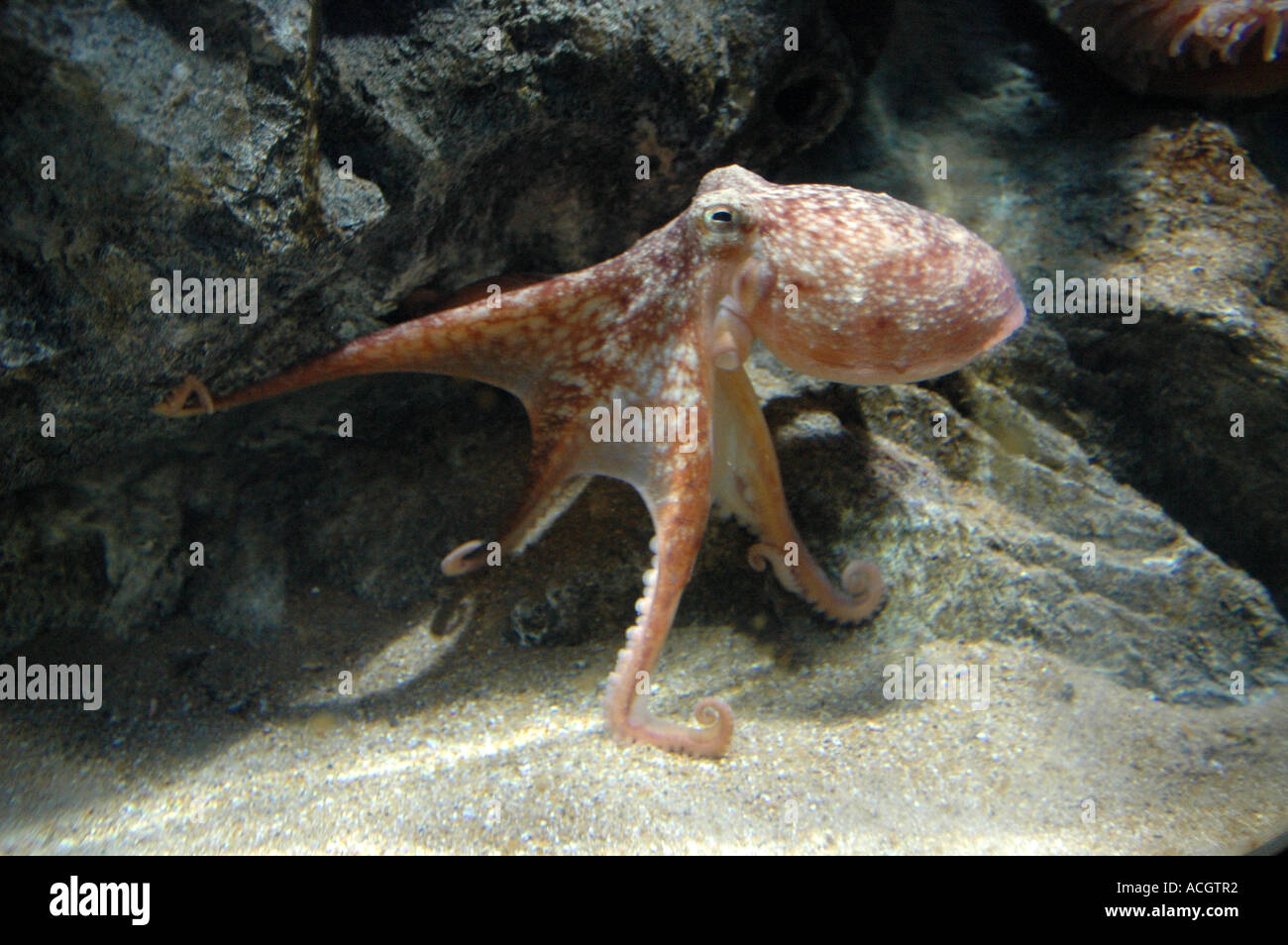 octopus in tank Stock Photo - Alamy