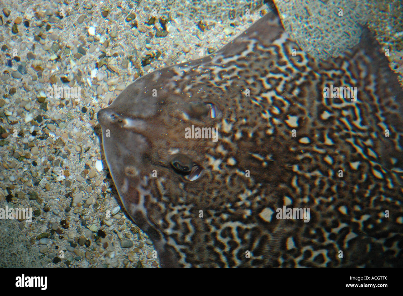 Sting ray fresh water hi-res stock photography and images - Alamy