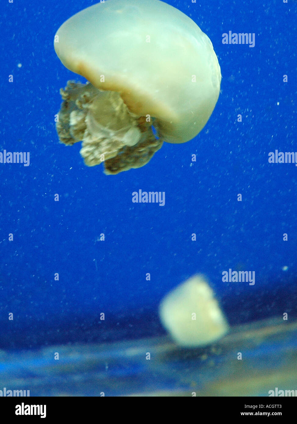 Jelly Fish in tank Stock Photo - Alamy