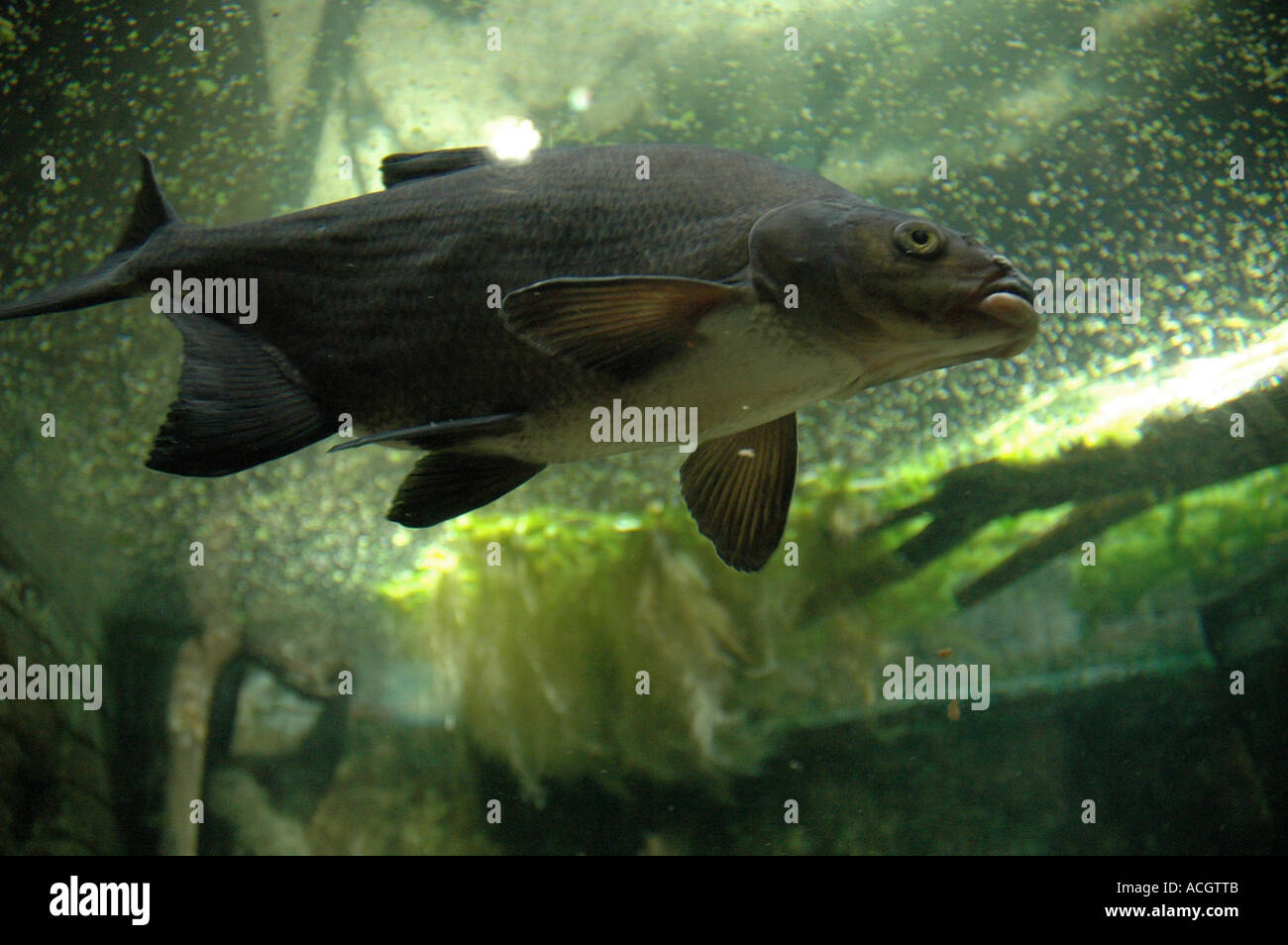 large fish in tank Stock Photo - Alamy