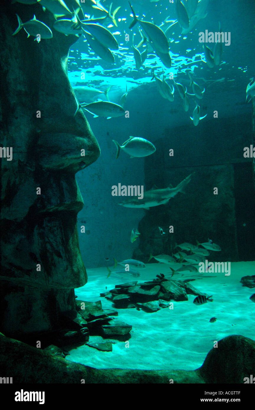 Shark tank hi-res stock photography and images - Alamy