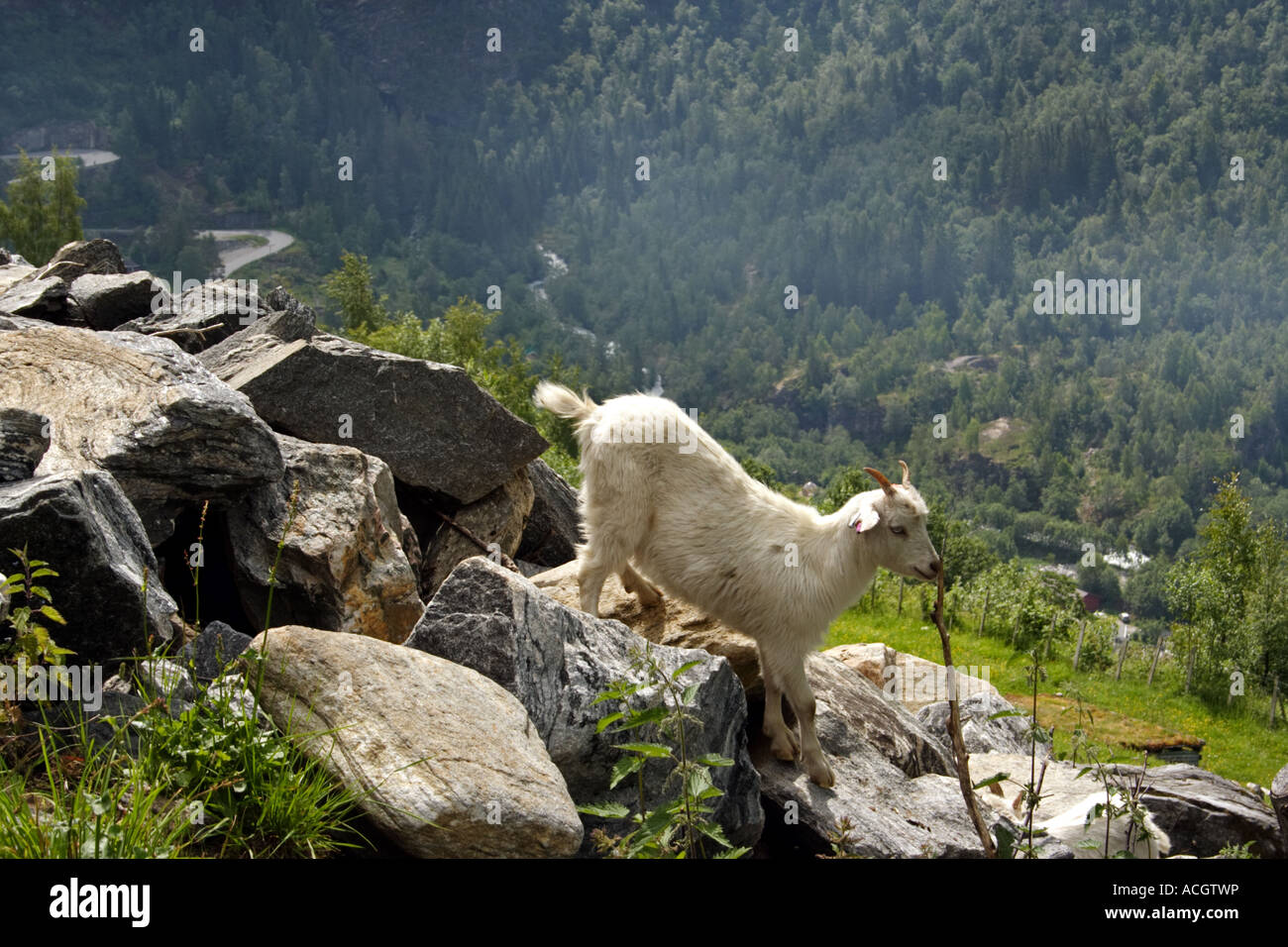 Goat norway hi-res stock photography and images - Alamy