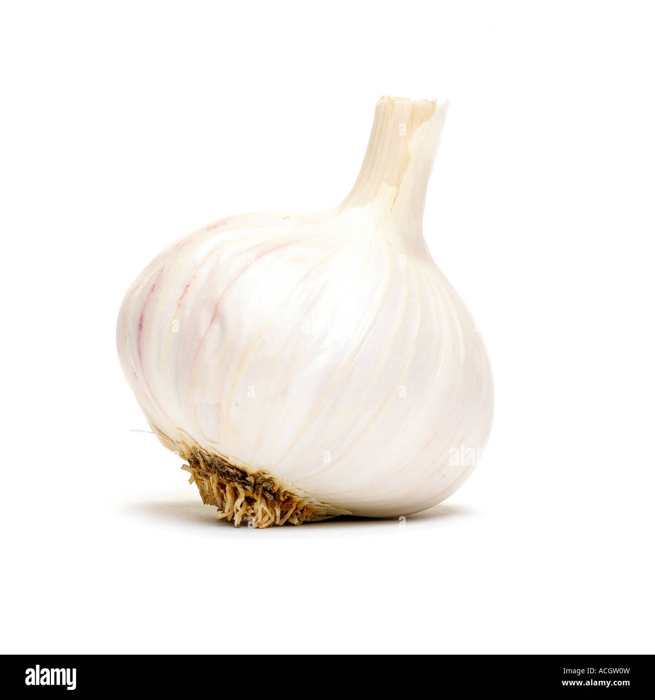 A bulb of fresh garlic broken open showing cloves on a white background ...