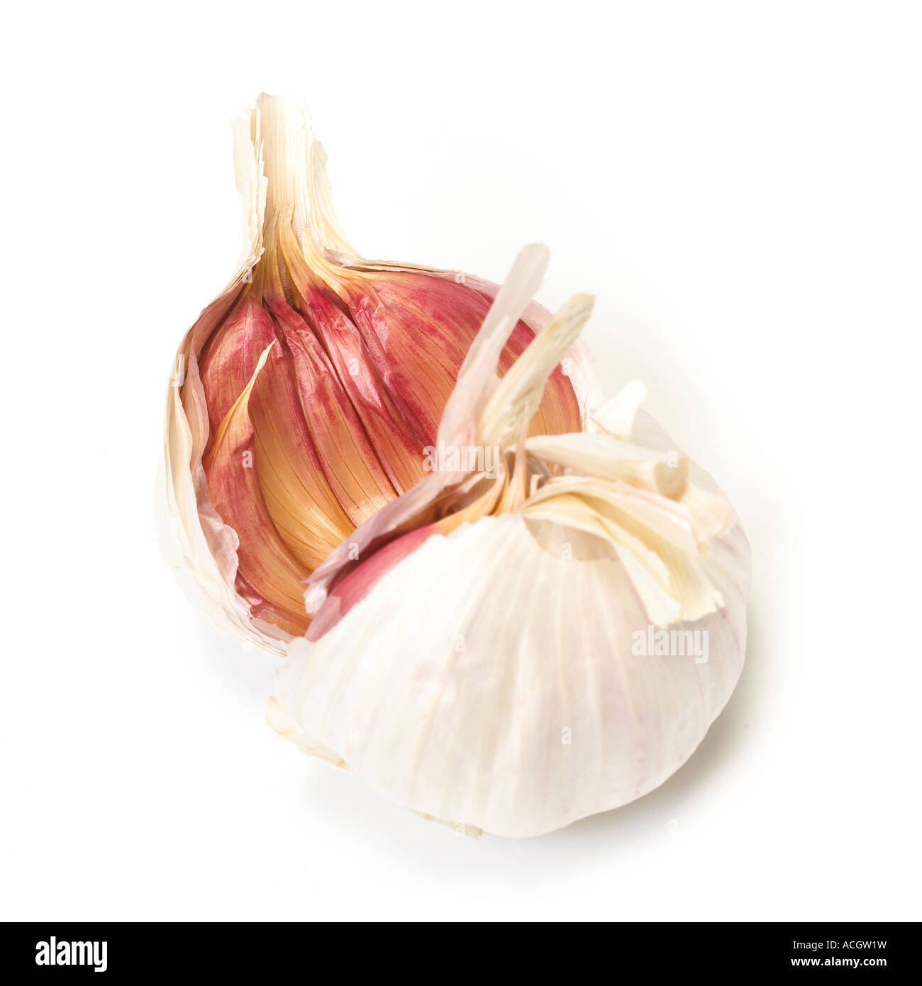 A bulb of fresh garlic broken open showing cloves on a white background ...