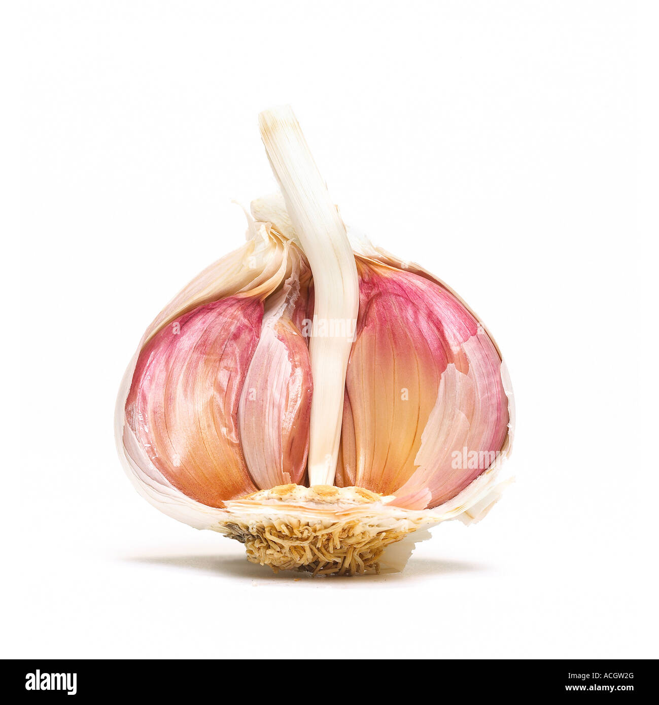 A bulb of fresh garlic broken open showing cloves on a white background ...