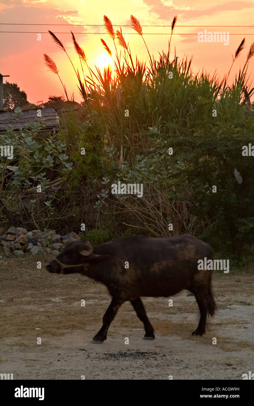 SURISE AND AN INDIAN BUFFALOW Stock Photo - Alamy