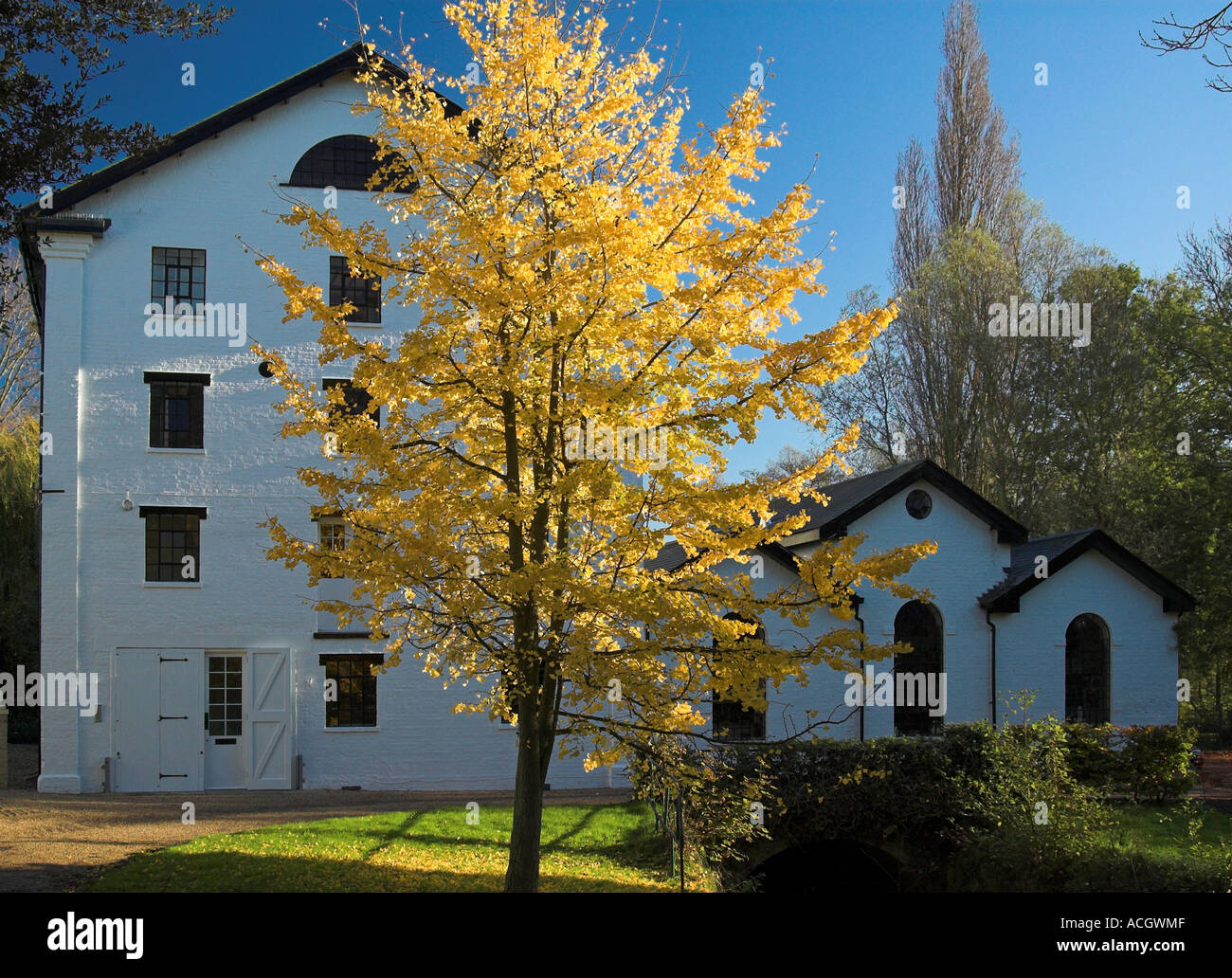 Leaves fall essex tree hi-res stock photography and images - Alamy