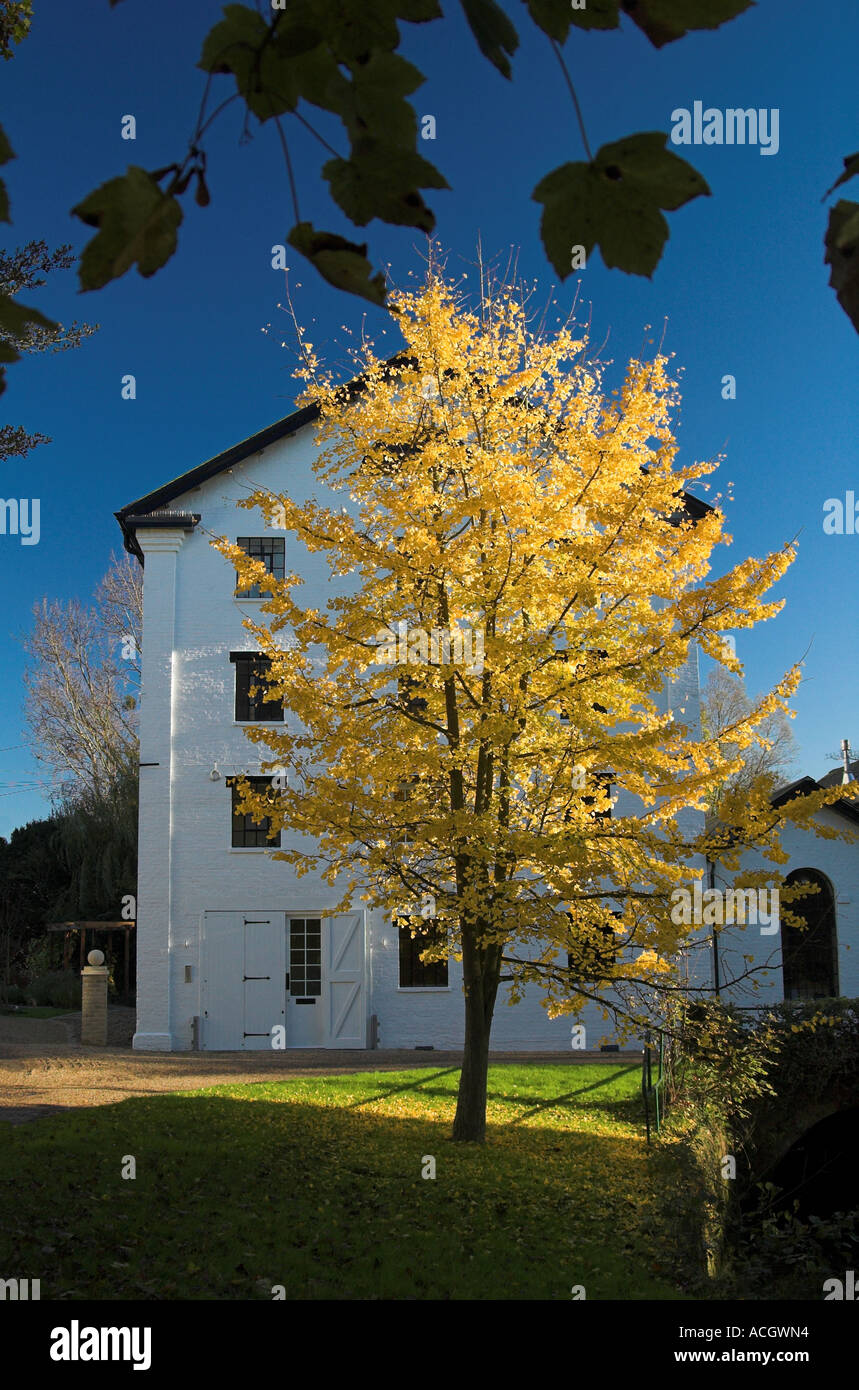 Leaves fall essex tree hi-res stock photography and images - Alamy
