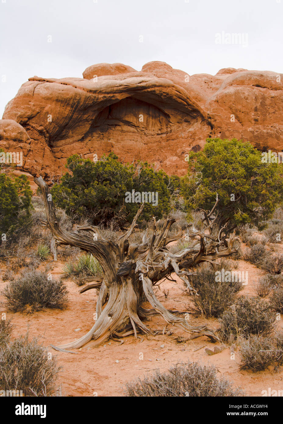 Forming arch with a tree stump in foreground Stock Photo - Alamy