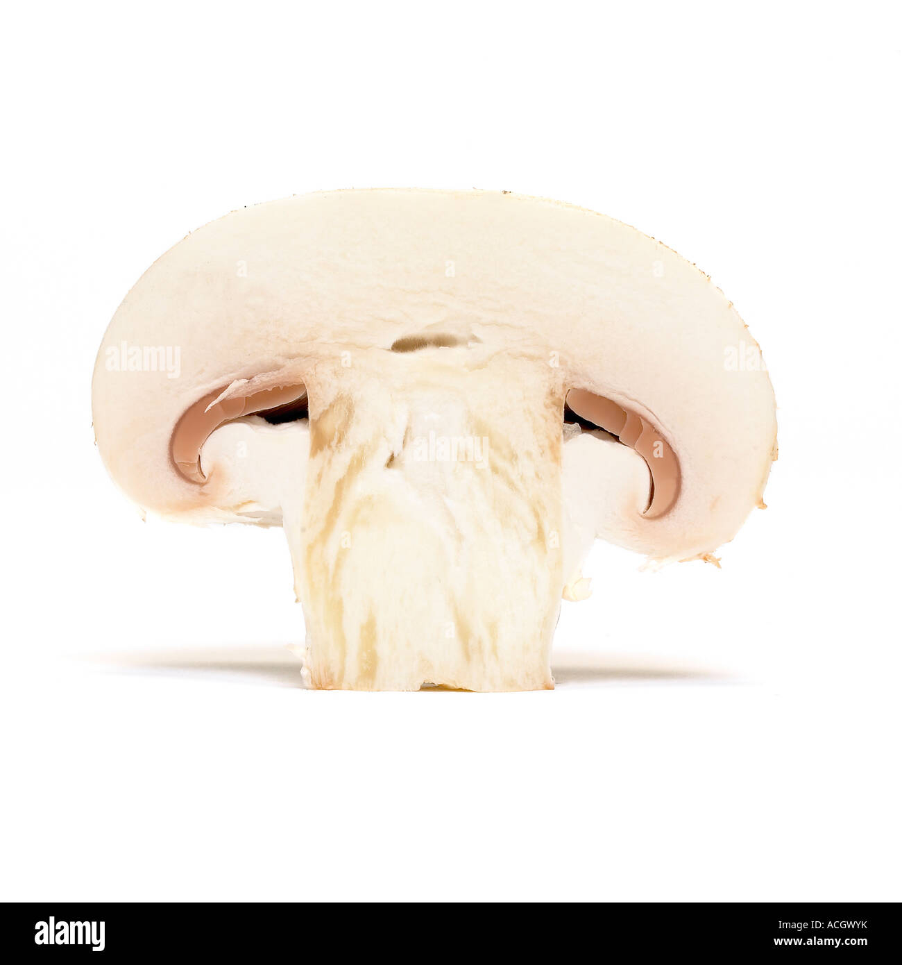 A sliced open field mushroom Stock Photo - Alamy
