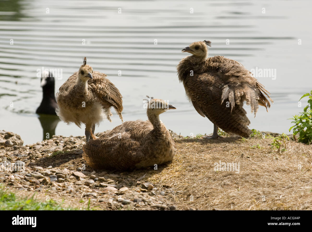 Baby peacocks, Peachicks Stock Photo - Alamy