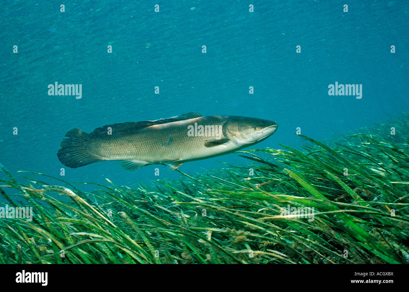 Bowfin amia calva hi-res stock photography and images - Alamy