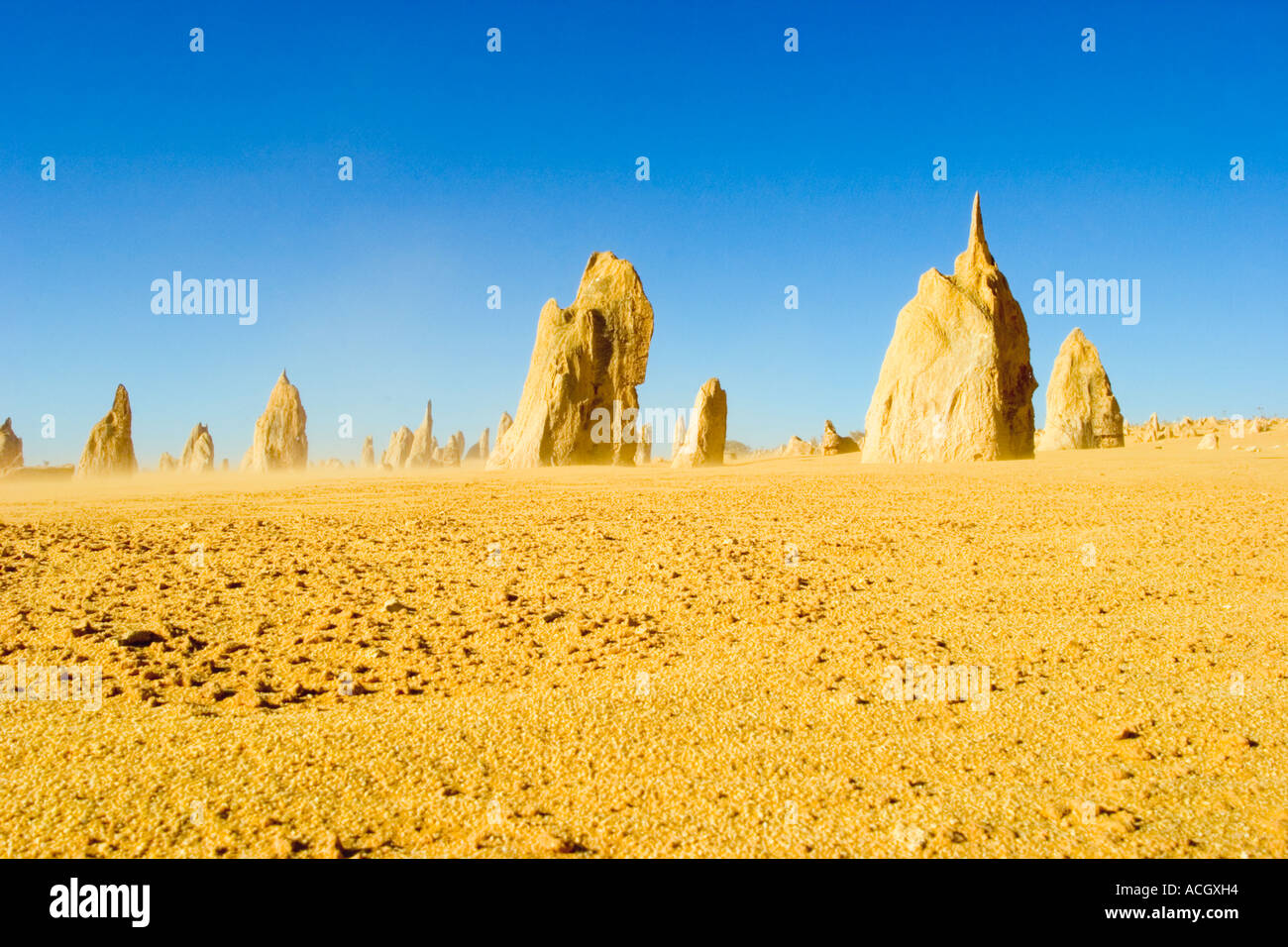 In the Pinnacles Desert, Nambung National Park thousands of huge ...