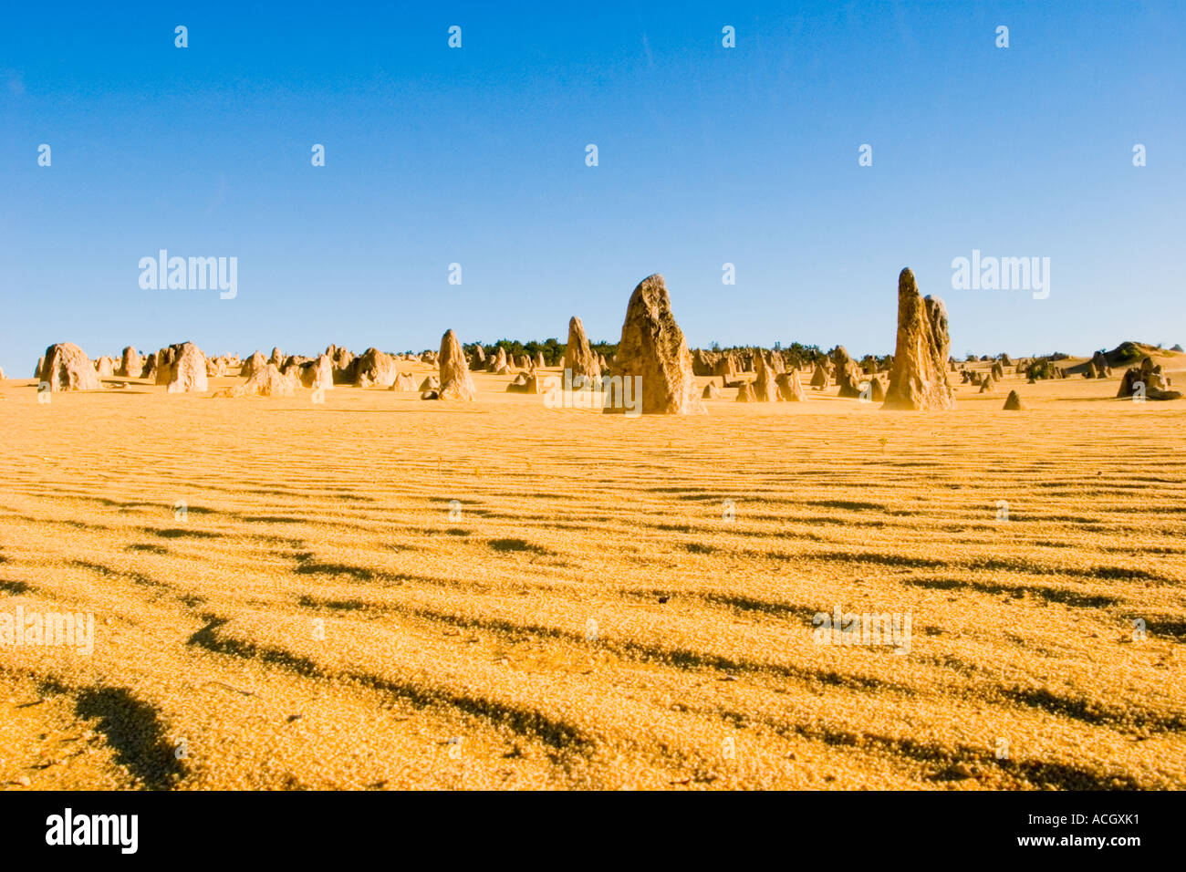 In the Pinnacles Desert, Nambung National Park thousands of huge ...