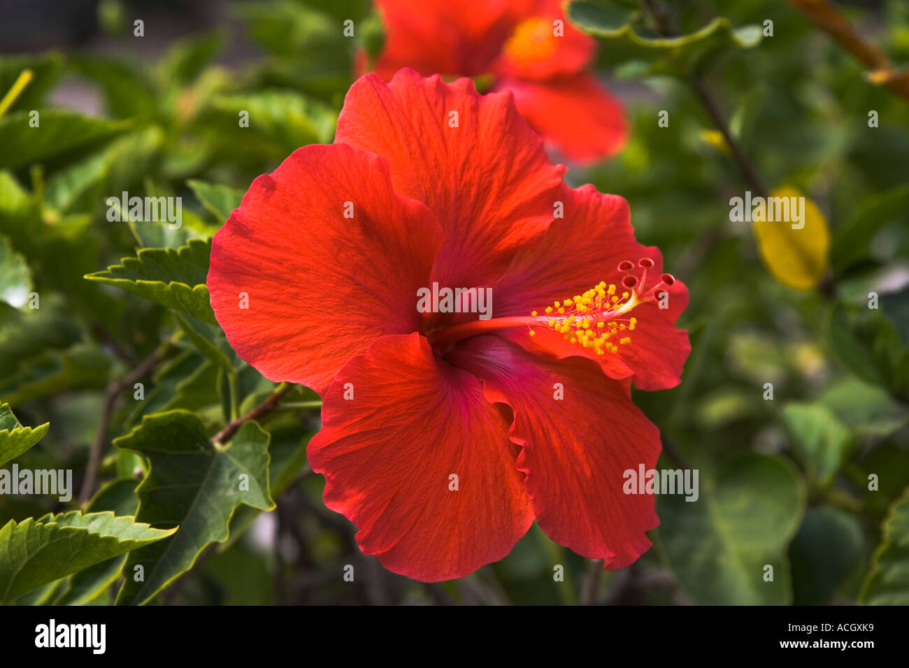 Red flower of Mexico Stock Photo - Alamy