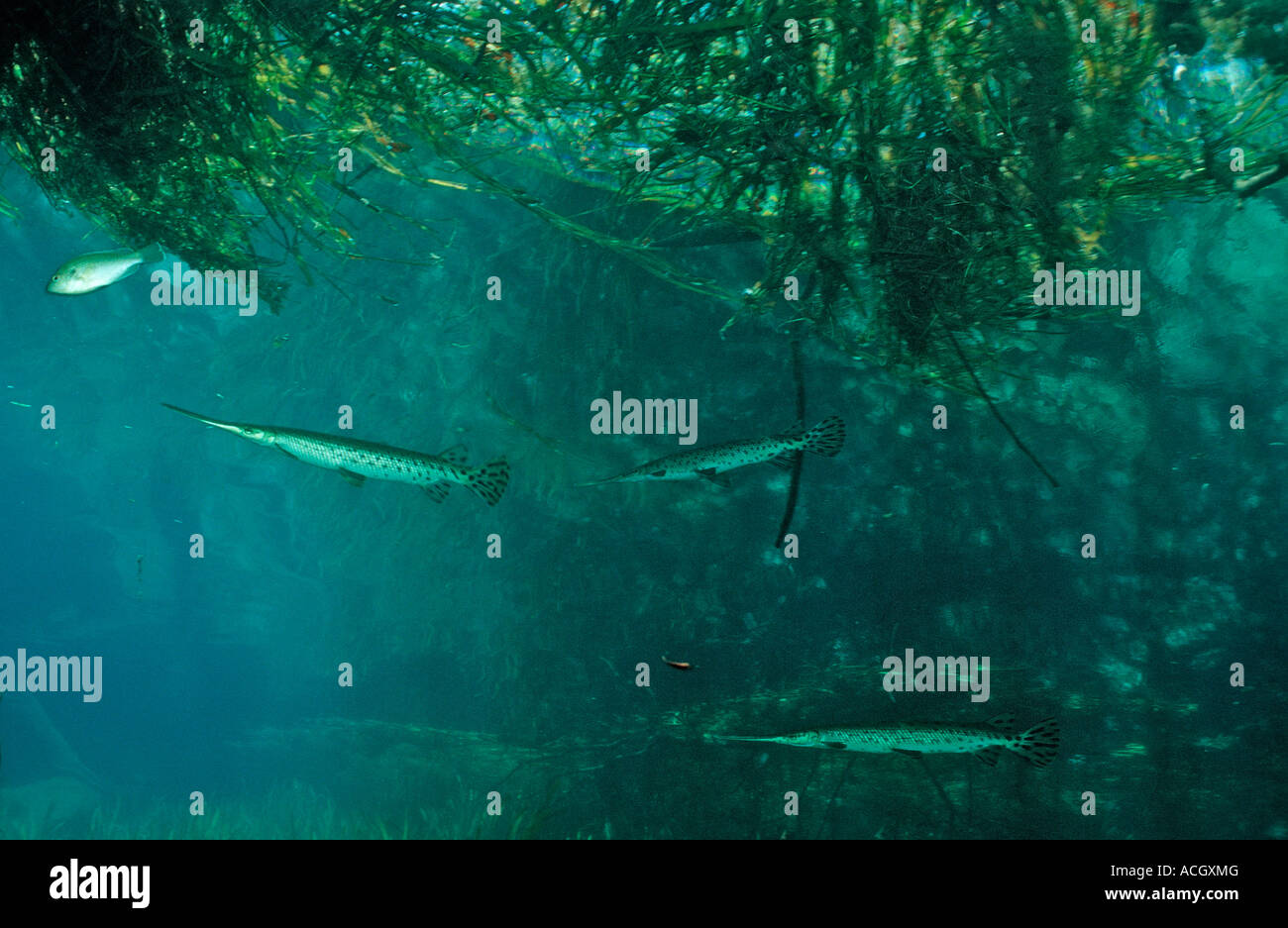 Longnosed gar Lepisoteus osseus USA Florida FL Stock Photo - Alamy