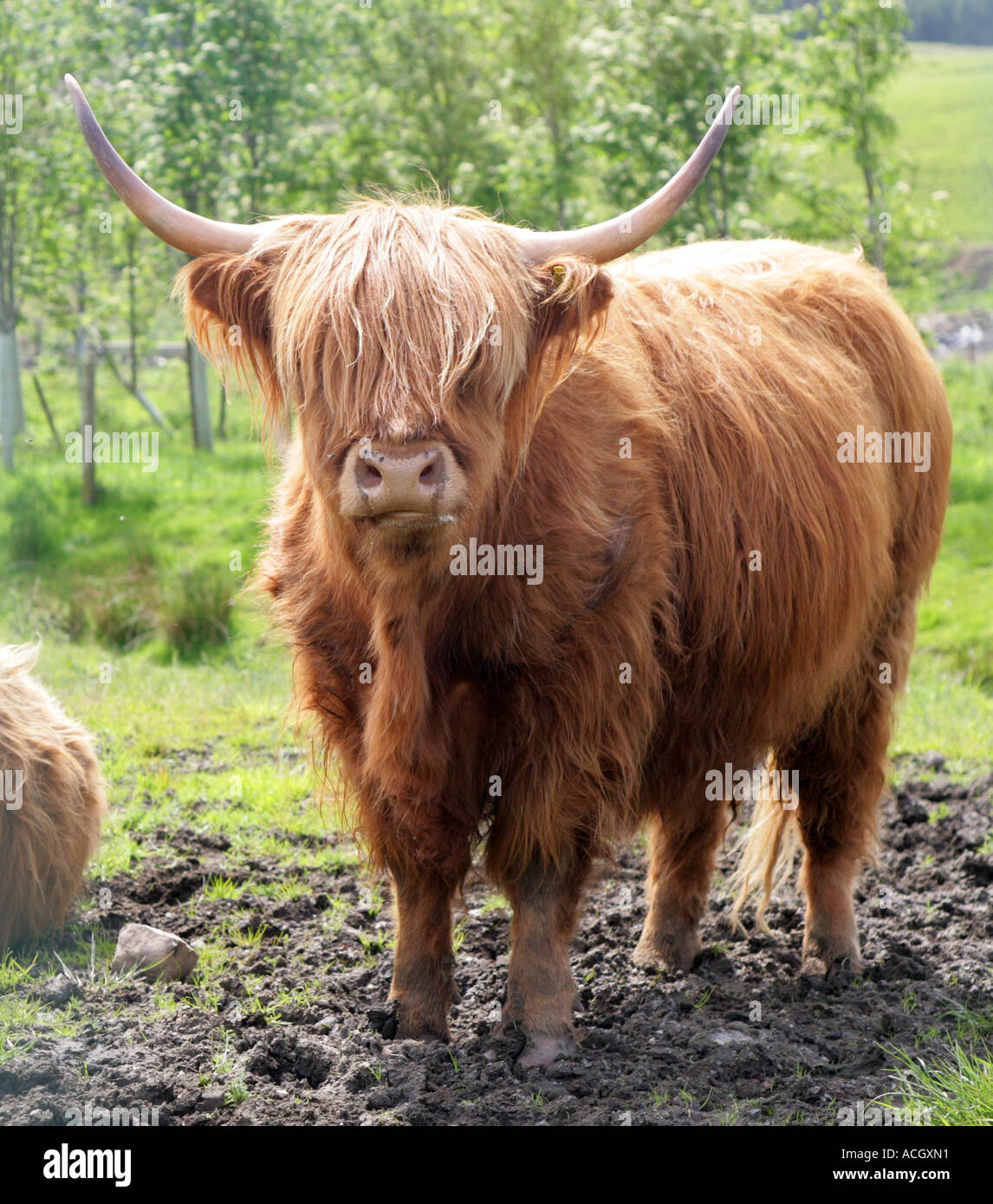 Highland cattle photographed near clachan hi-res stock photography and ...