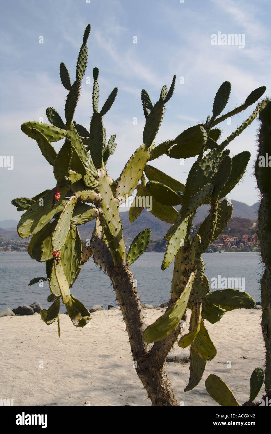 Tall cactus on Los Gatos Beach Zihuatanejo Mexico Stock Photo - Alamy