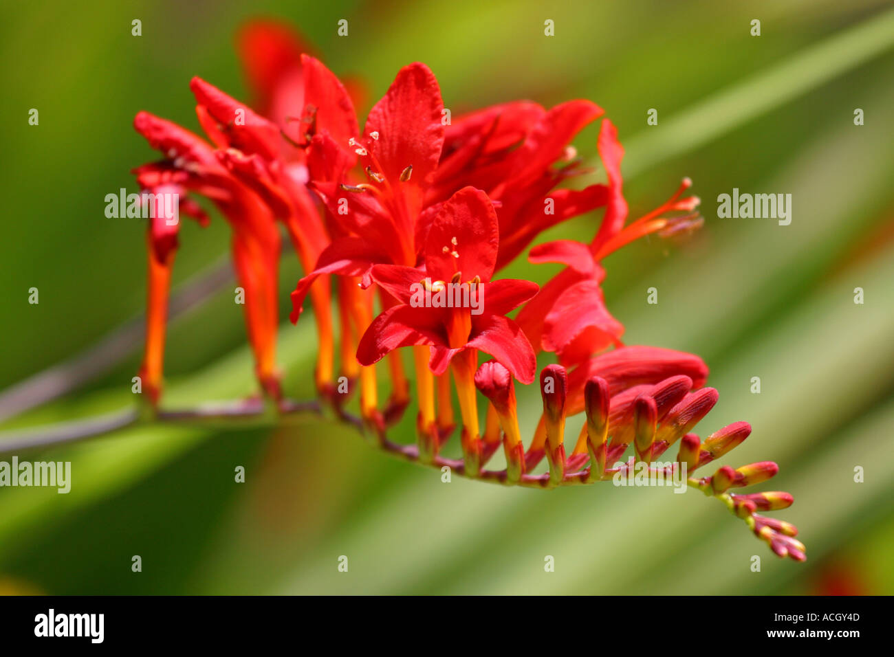 Crocosmia red flower with lush green leaves foiliage behind Stock Photo ...