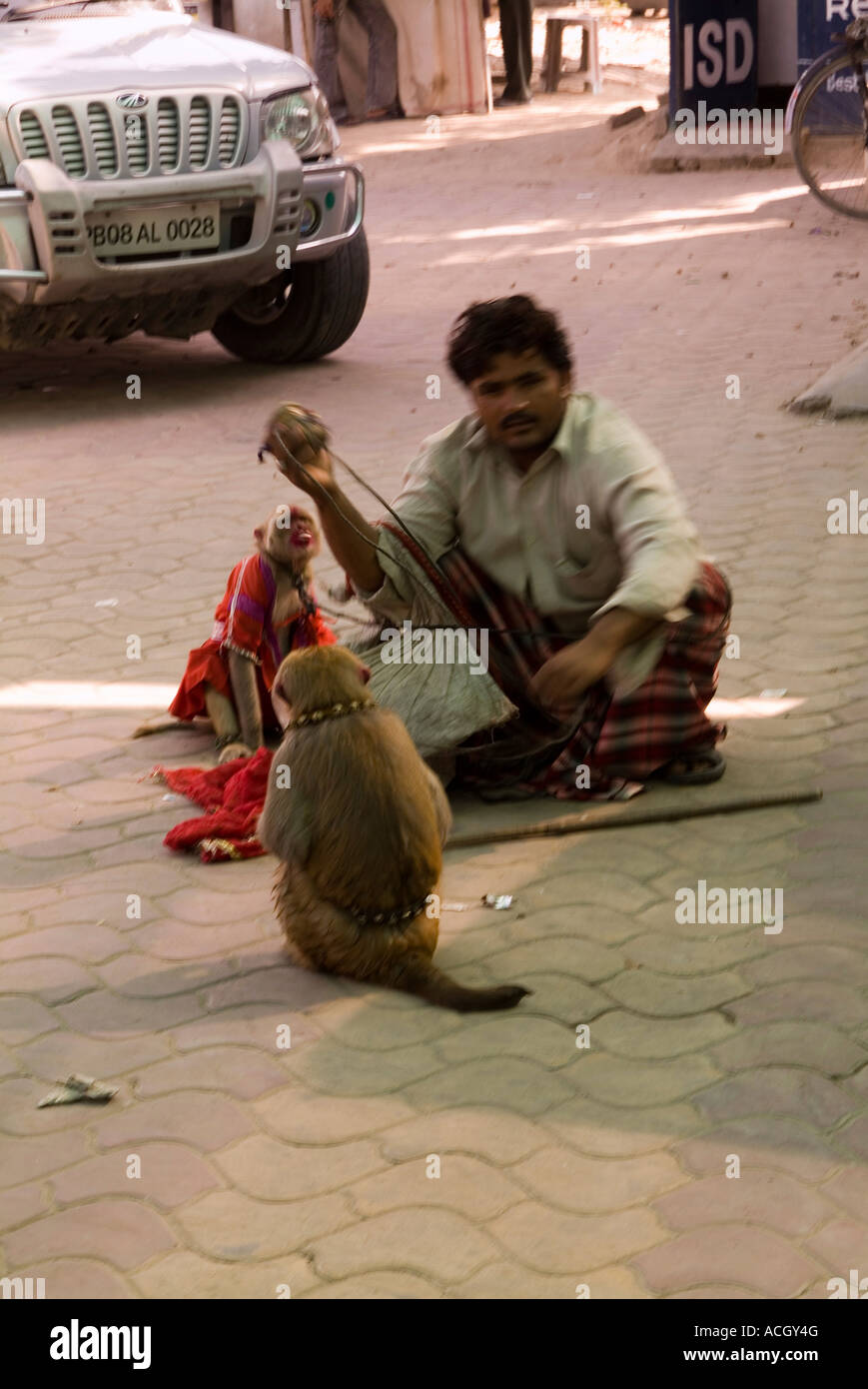 ORGAN GRINDER MAN AND ACROBATIC MONKEY Stock Photo - Alamy