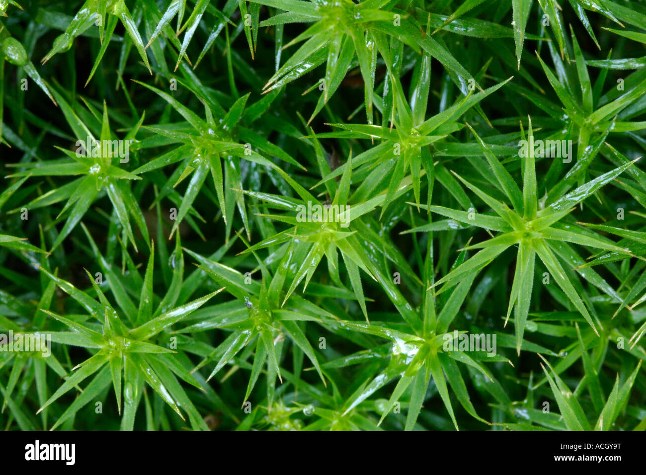 Common haircap moss polytrichum commune hi-res stock photography and ...