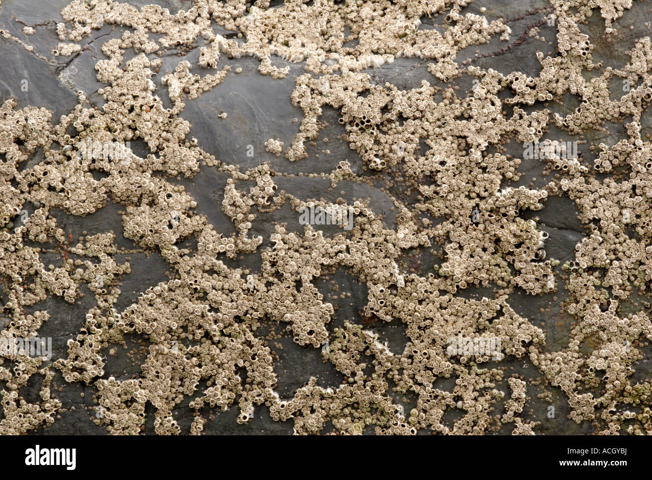 Barnacles Chthalamus stellatus covering rock England UK Stock Photo - Alamy