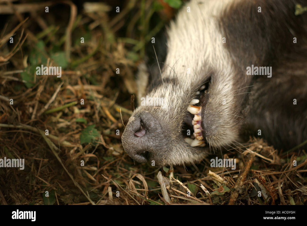 Dead Badger by roadside Cornwall UK Stock Photo - Alamy