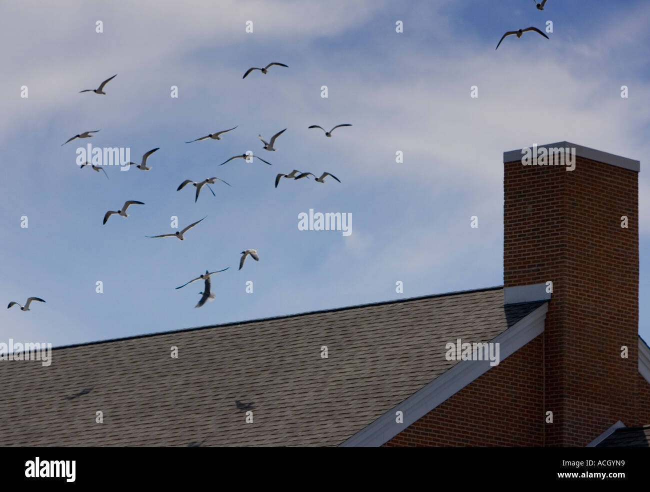 Birds flying above a roof Stock Photo - Alamy