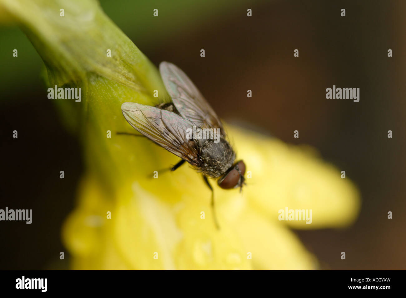 Common house Fly (Musca domestica) on daffodil flower, England, UK ...