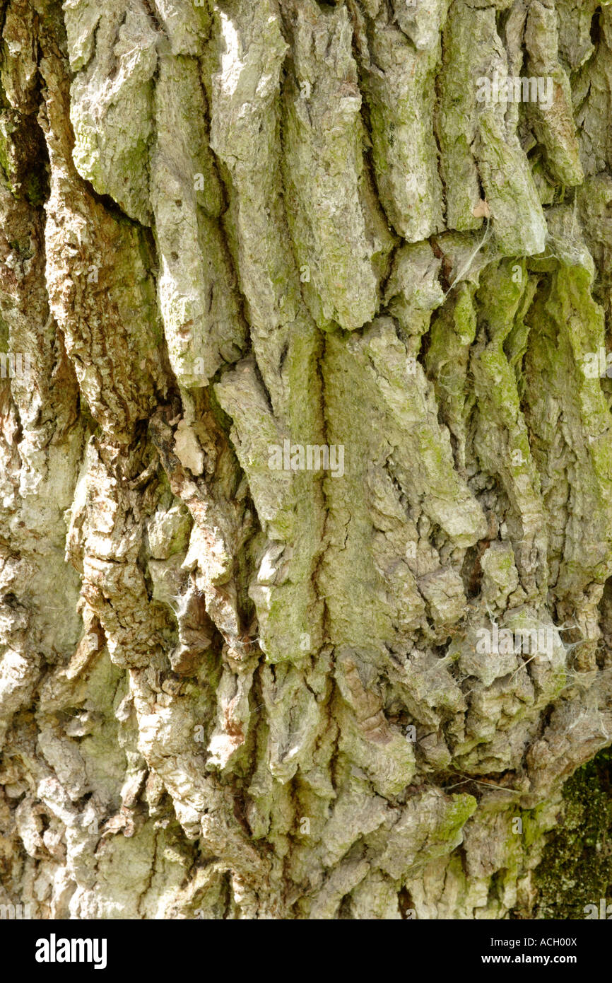 English Oak tree bark (Quercus robur Stock Photo - Alamy