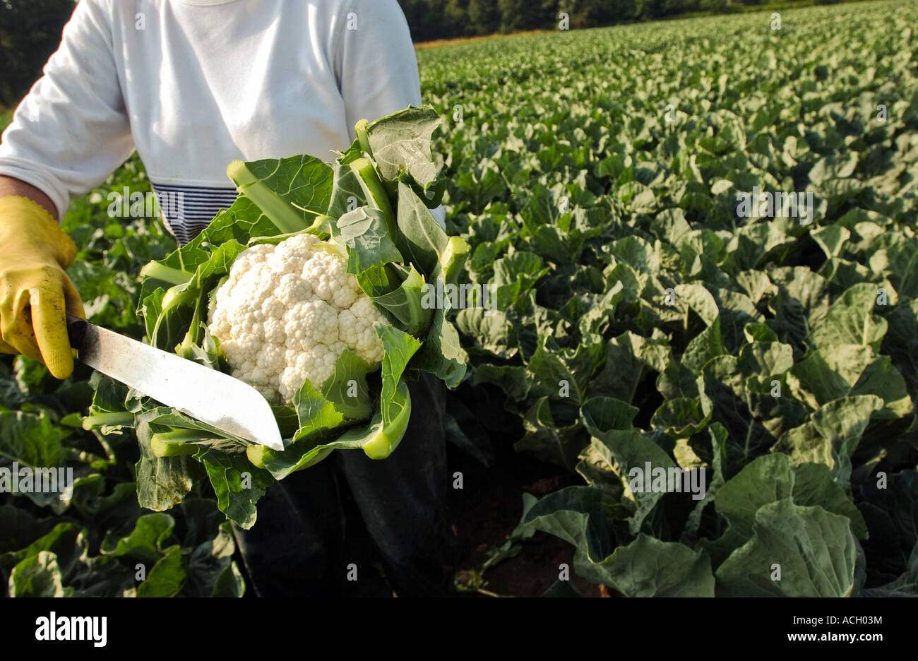 Trimming a cauliflower at harvest time on a Belgian farm Stock Photo ...
