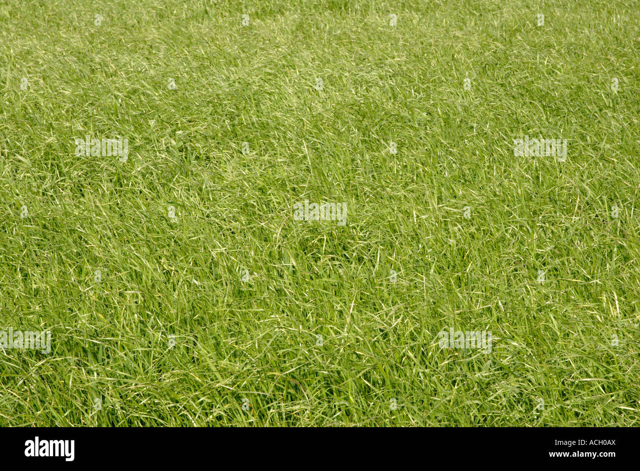 Crop detail, France Stock Photo - Alamy