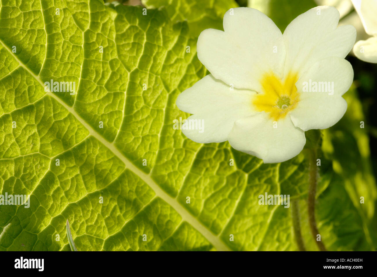 Primrose leaf hi-res stock photography and images - Alamy
